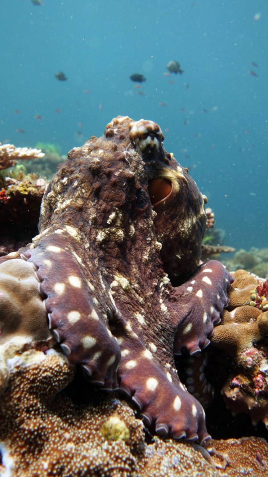 Aquanaut Dive Center | Philippines Octopus - Aquanaut Dive Center